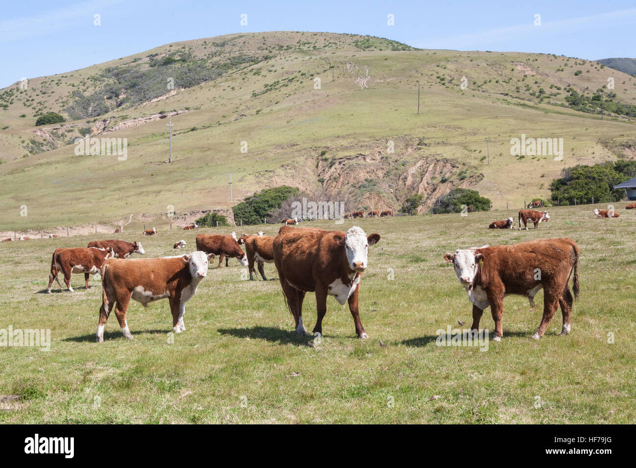 Cows,cattle,on,slopes,Santa,Barbara,County, near, Santa Ynez,California ...
