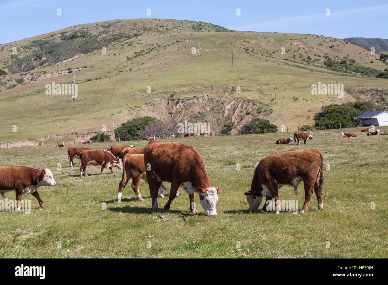 Cows,cattle,on,slopes,Santa,Barbara,County, near, Santa Ynez,California ...