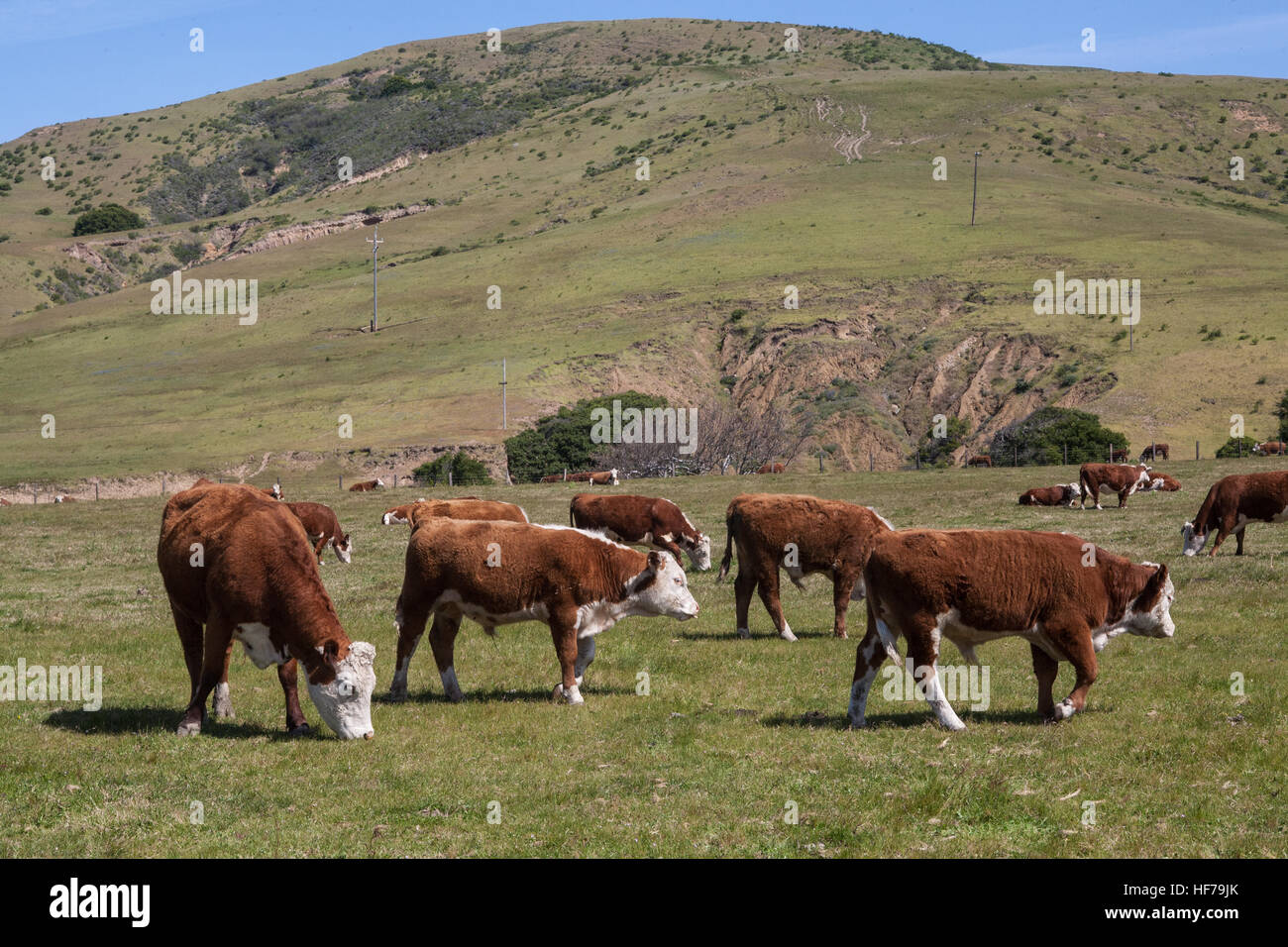Cows,cattle,on,slopes,Santa,Barbara,County, near, Santa Ynez,California ...