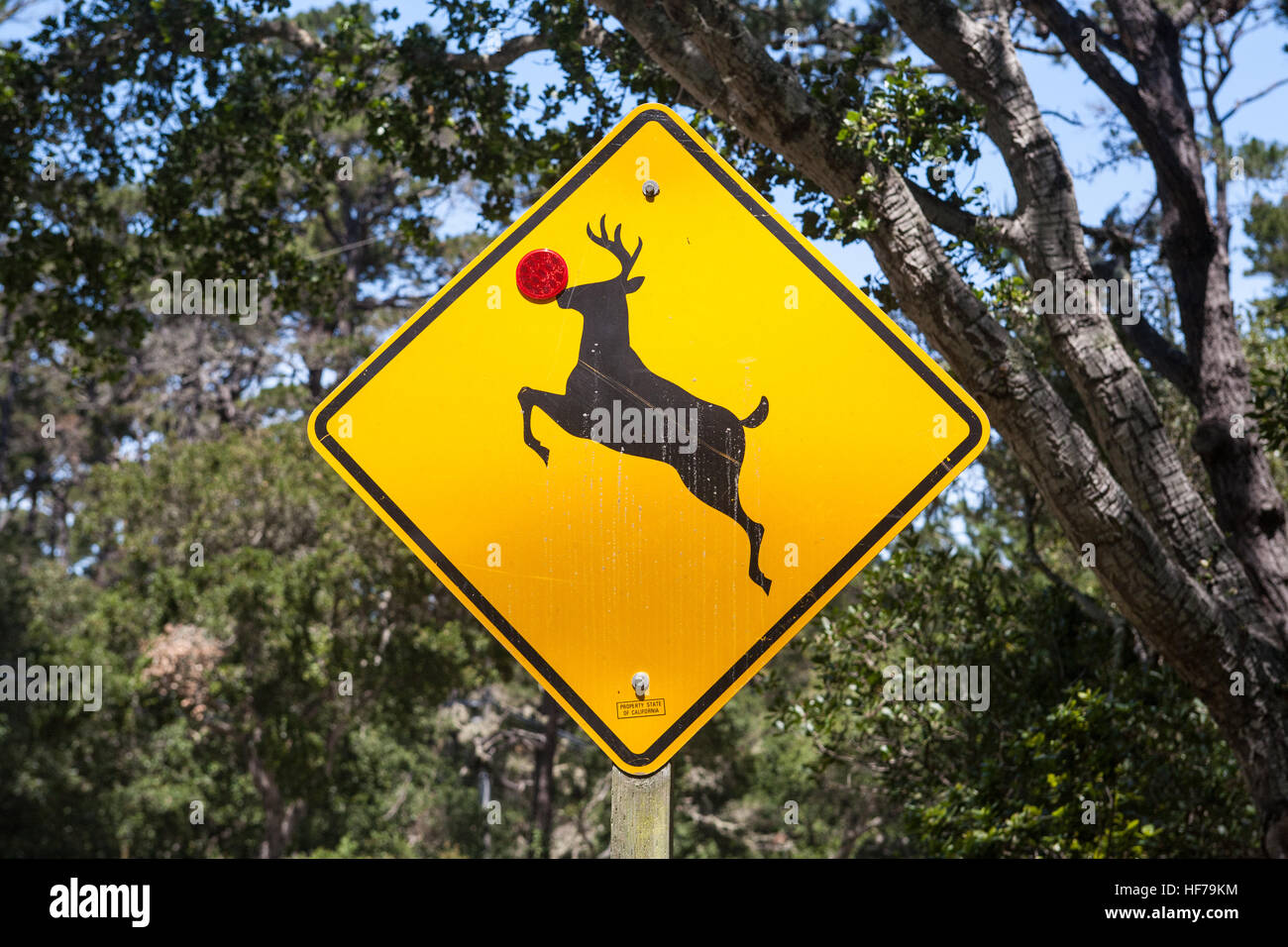 Deer road sign with addition of red nose(Rudolph at Christmas) National ...