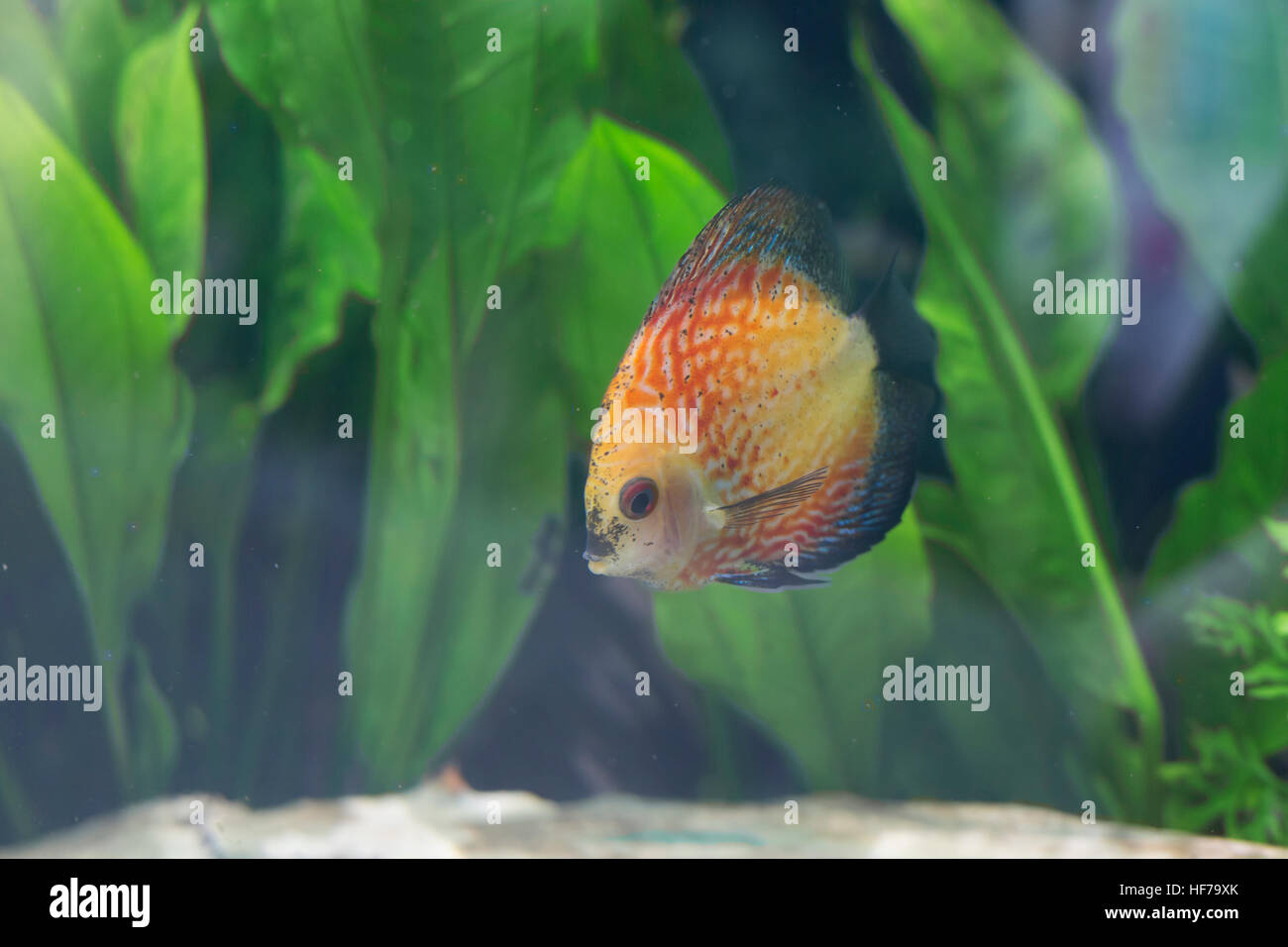 Close up of an orange discus fish (Symphysodon discus Stock Photo - Alamy