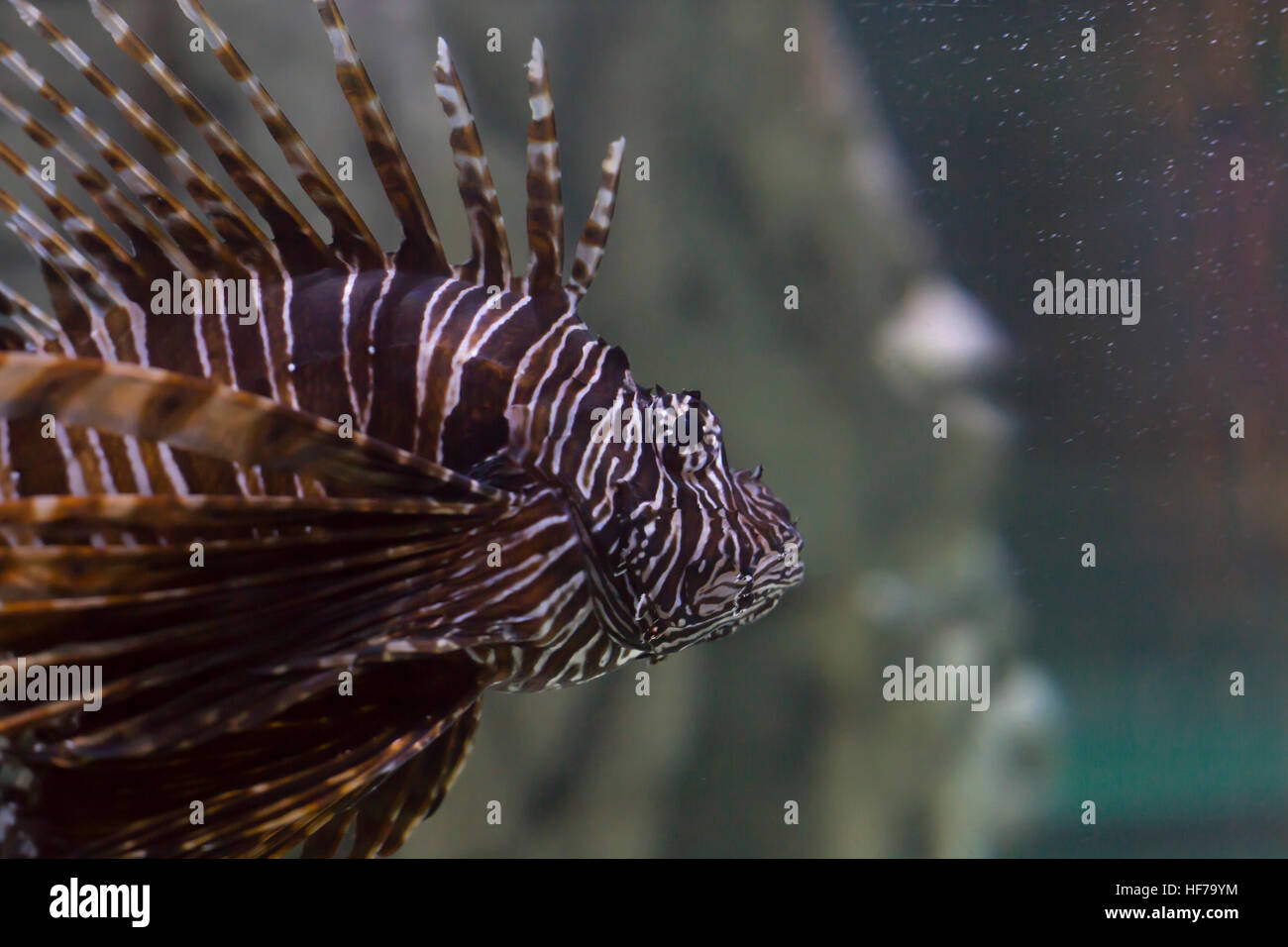Close up of a lionfish Stock Photo - Alamy