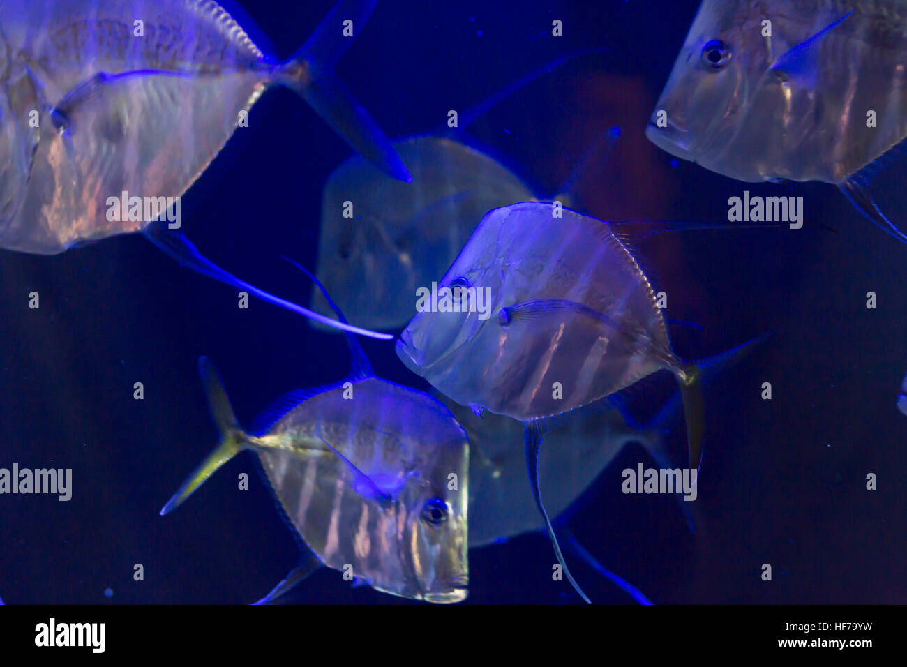 Deep sea fish uruguay hi-res stock photography and images - Alamy