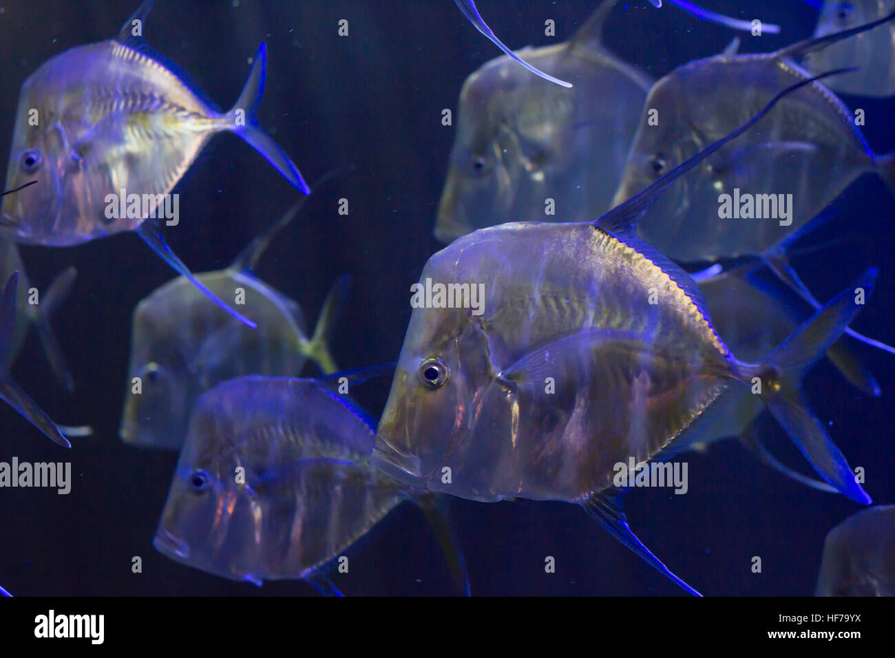 School of lookdown fish (Selene vomer Stock Photo - Alamy