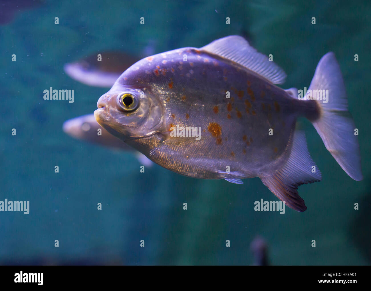 Pygocentrus nattereri school hi-res stock photography and images - Alamy