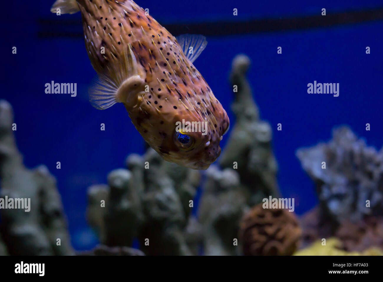 Close up of a pufferfish Stock Photo - Alamy