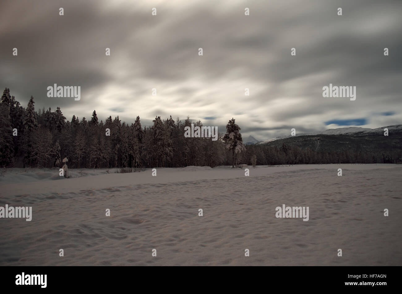 Night christmas forest landscape hi-res stock photography and images ...