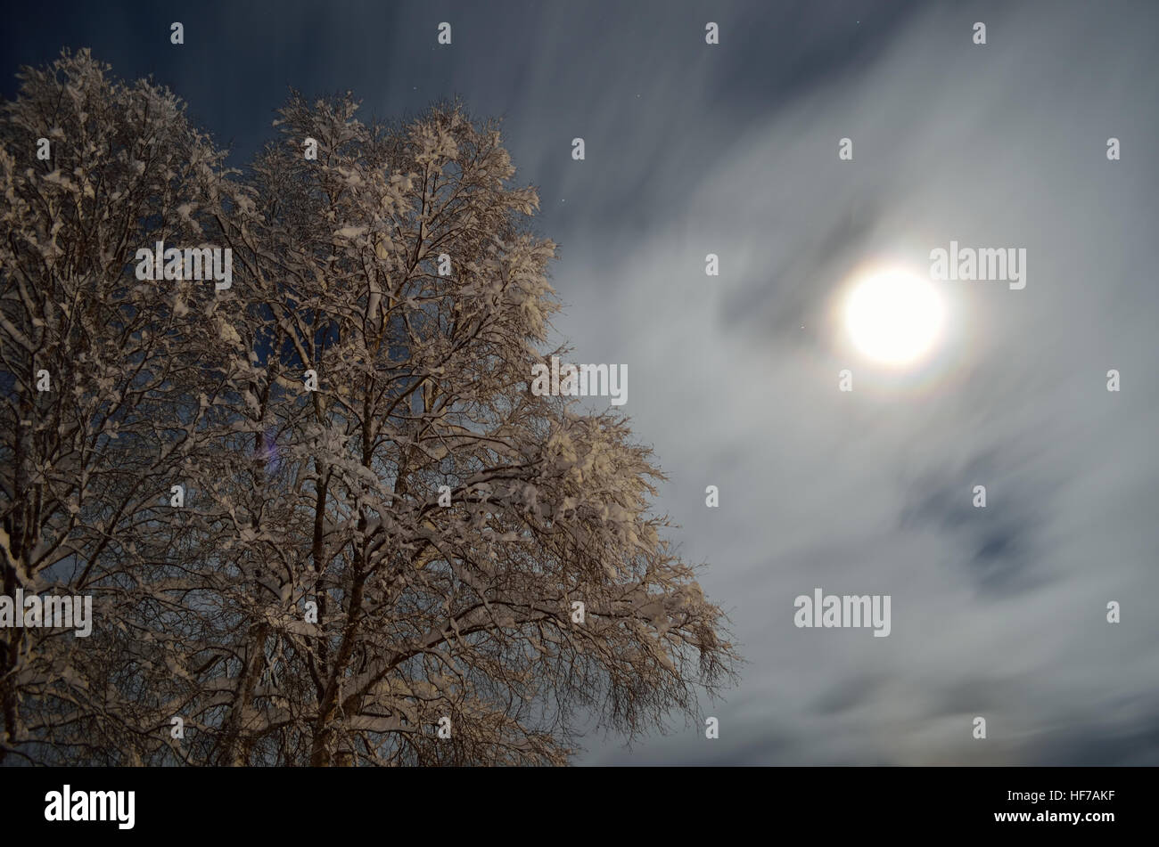 snow covered tall birch tree with full moon and star sky background at ...
