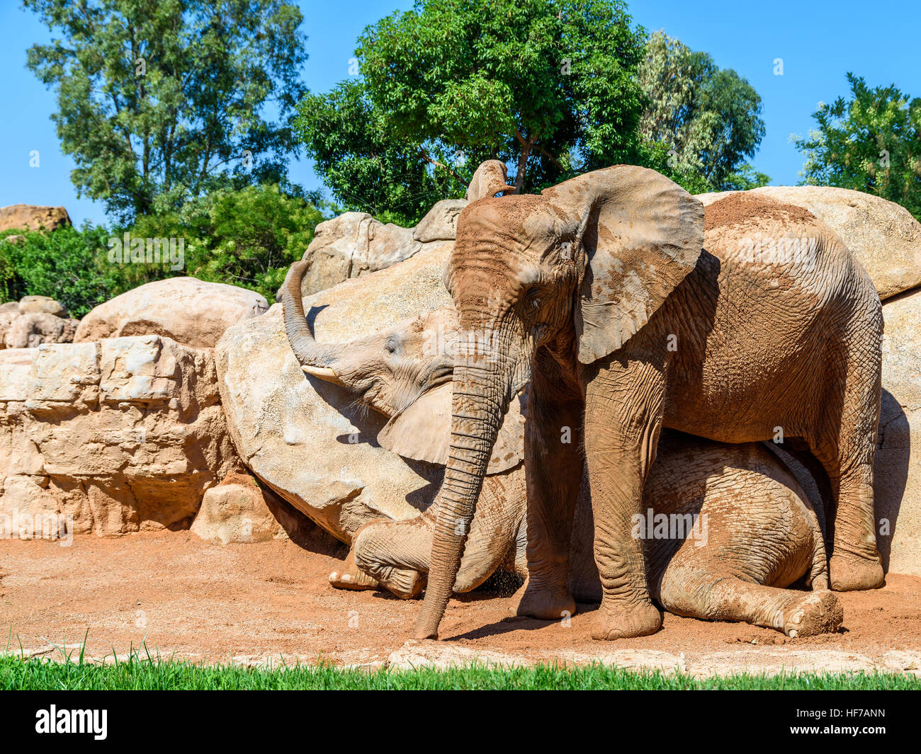 Two African Elephants In Zoo Stock Photo - Alamy