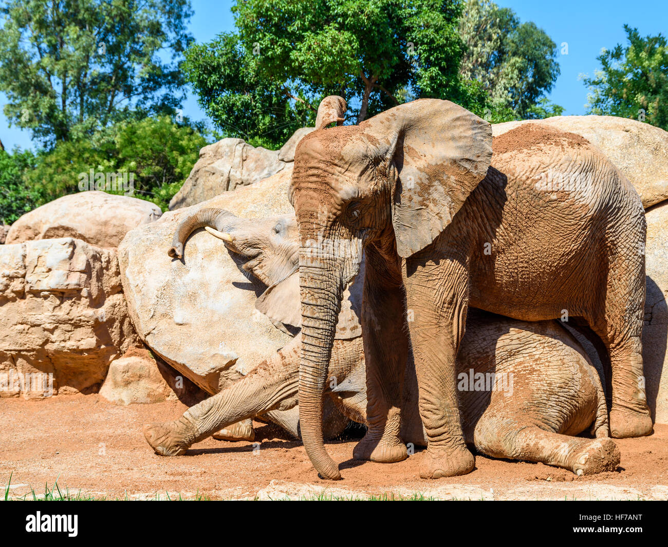 African animals and zoo hi-res stock photography and images - Alamy