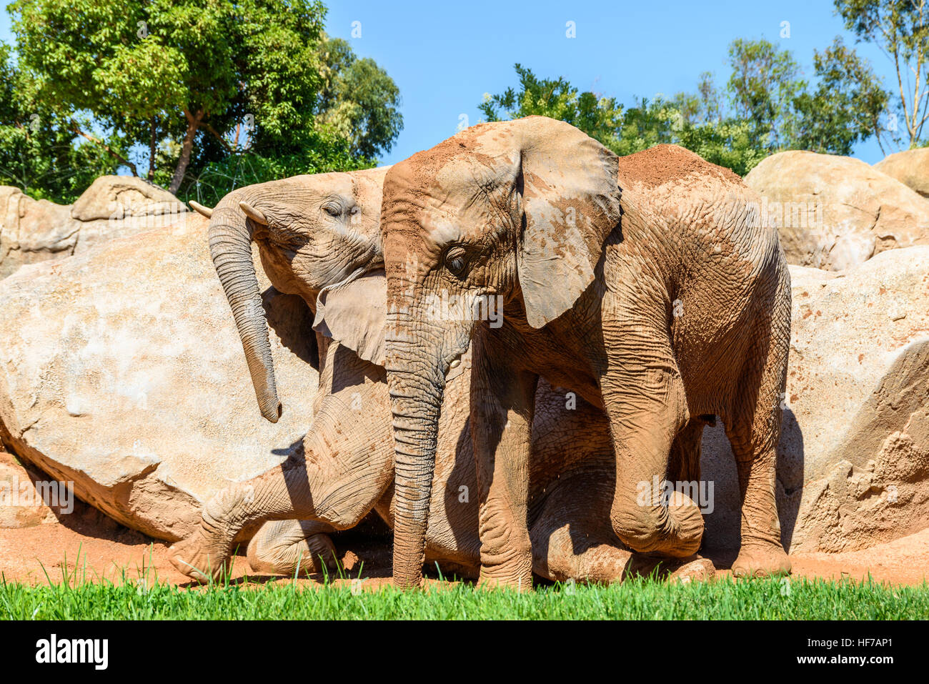 Two elephants elephant hi-res stock photography and images - Alamy