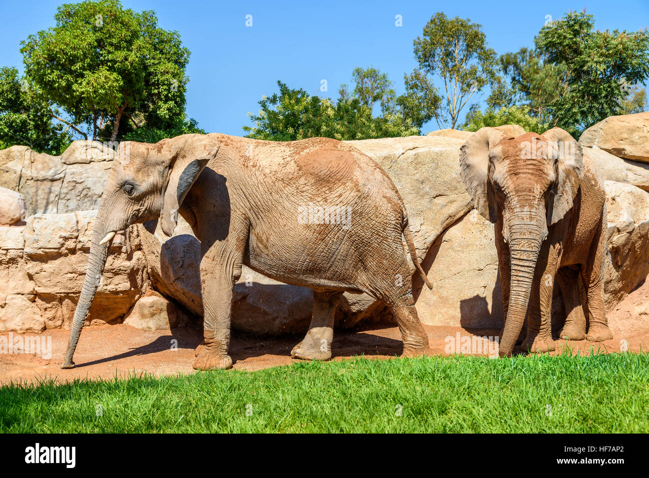 Two african elephants head to head hi-res stock photography and images ...