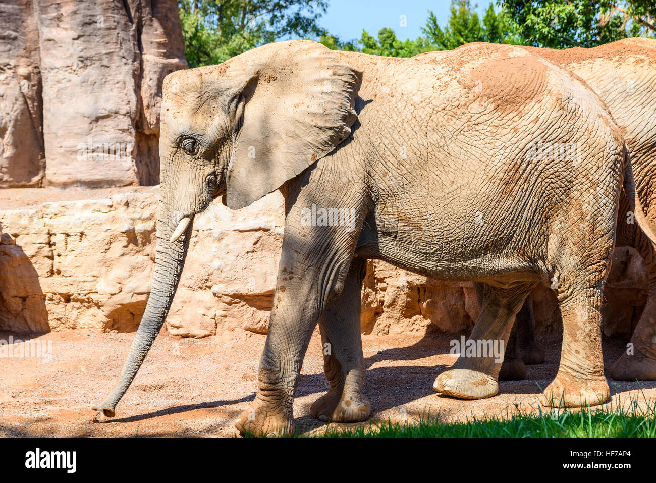 Two African Elephants In Zoo Stock Photo - Alamy
