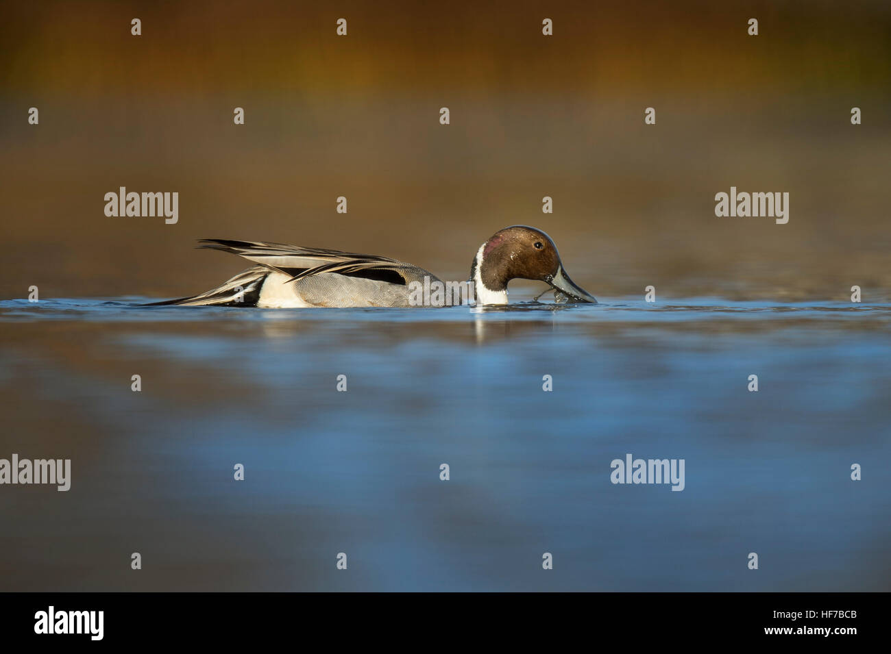 A handsome Northern Pintail drake just surfaced from feeding in the ...