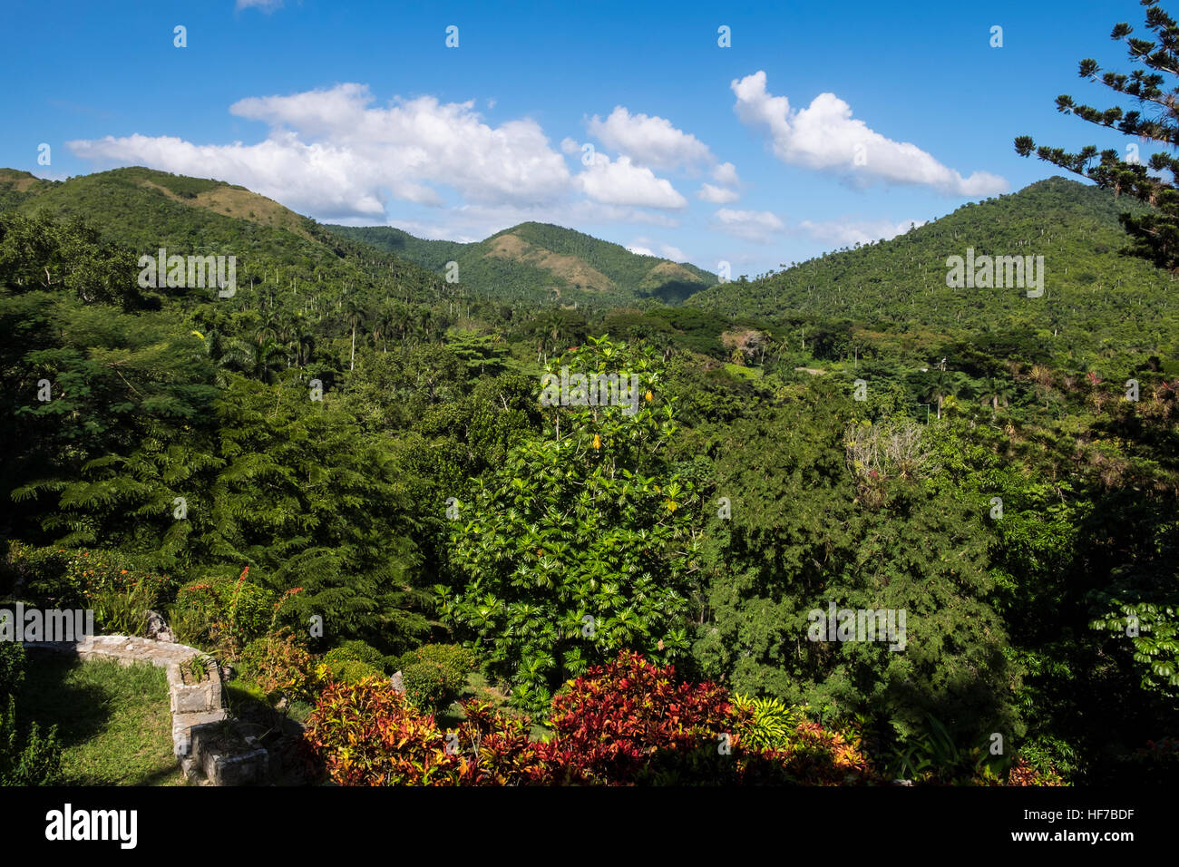 Cuban forest hi-res stock photography and images - Alamy