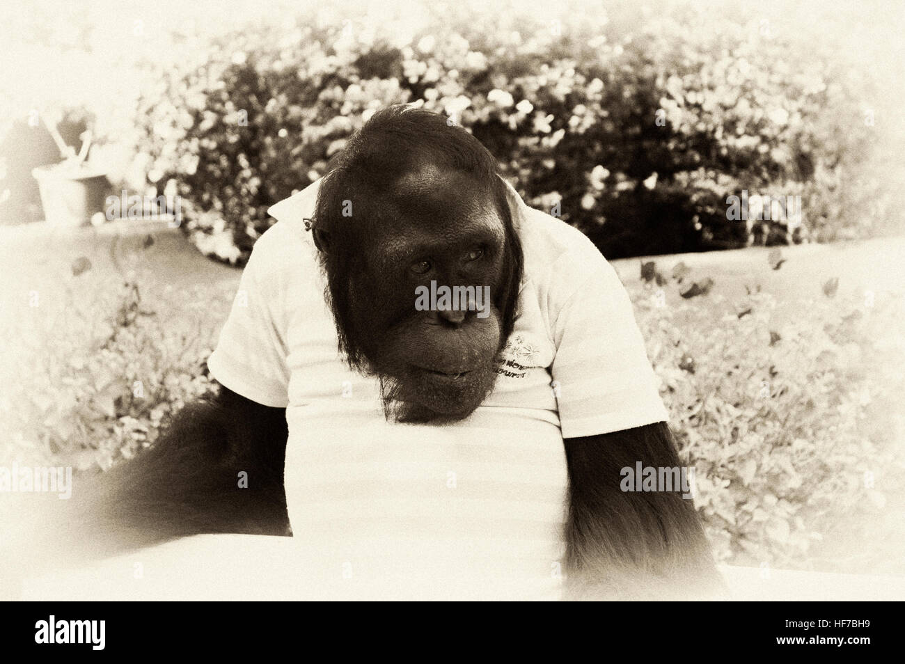 Photo orangutan, animals image; images Art; Orangutans (lat. Pongo ...