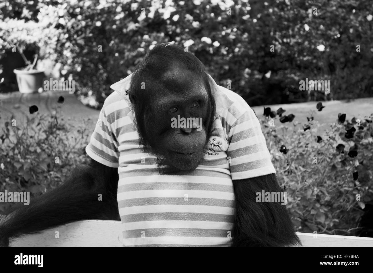 1 orangutan Black and White Stock Photos & Images - Alamy