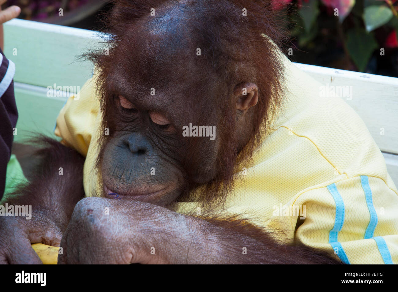 Photo orangutan, animals image; images Art; Orangutans (lat. Pongo ...
