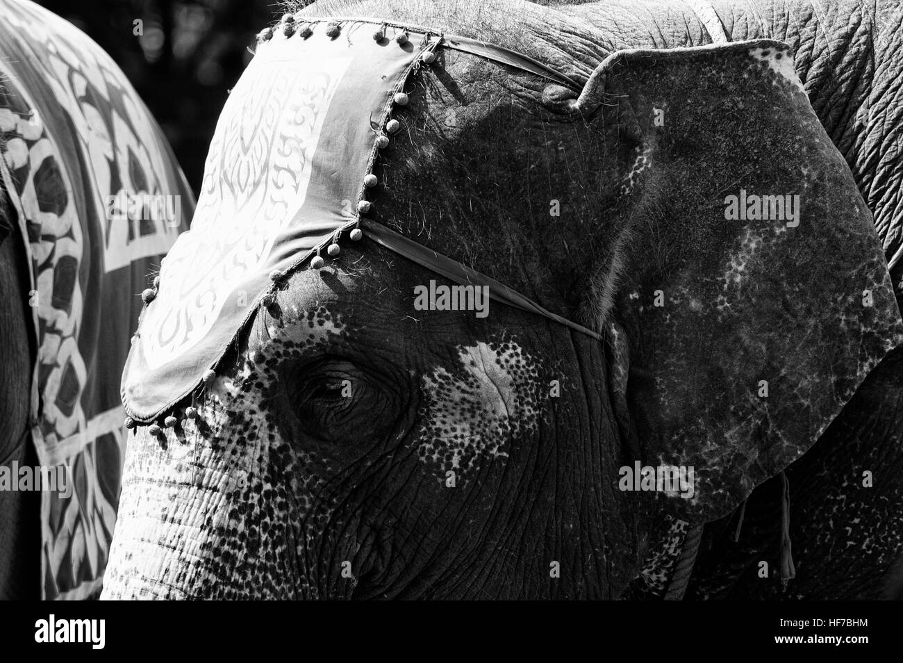 Thailand graphics Black and White Stock Photos & Images - Alamy