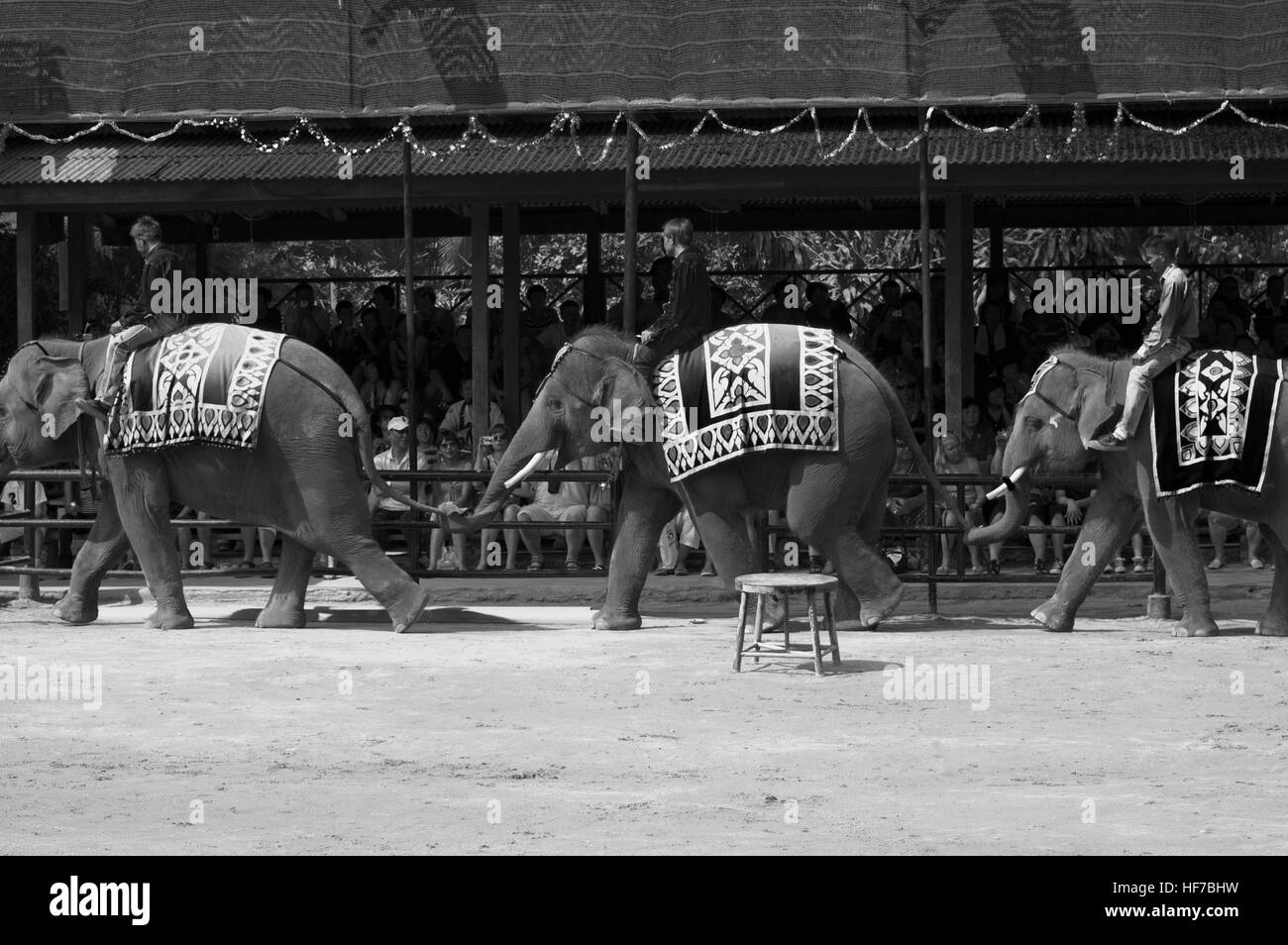 Elephant calendar Black and White Stock Photos & Images - Alamy