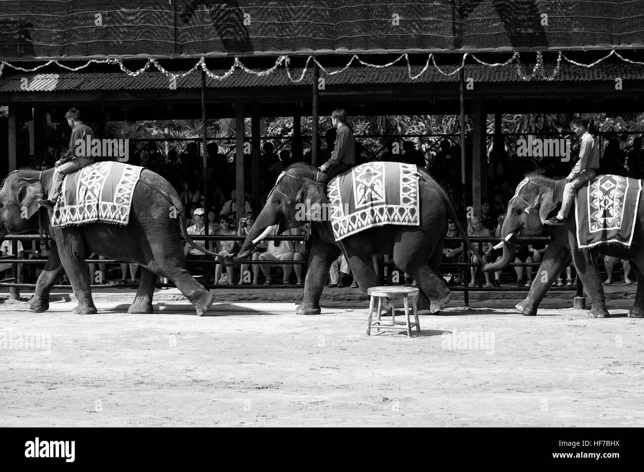 Elephant calendar Black and White Stock Photos & Images - Alamy