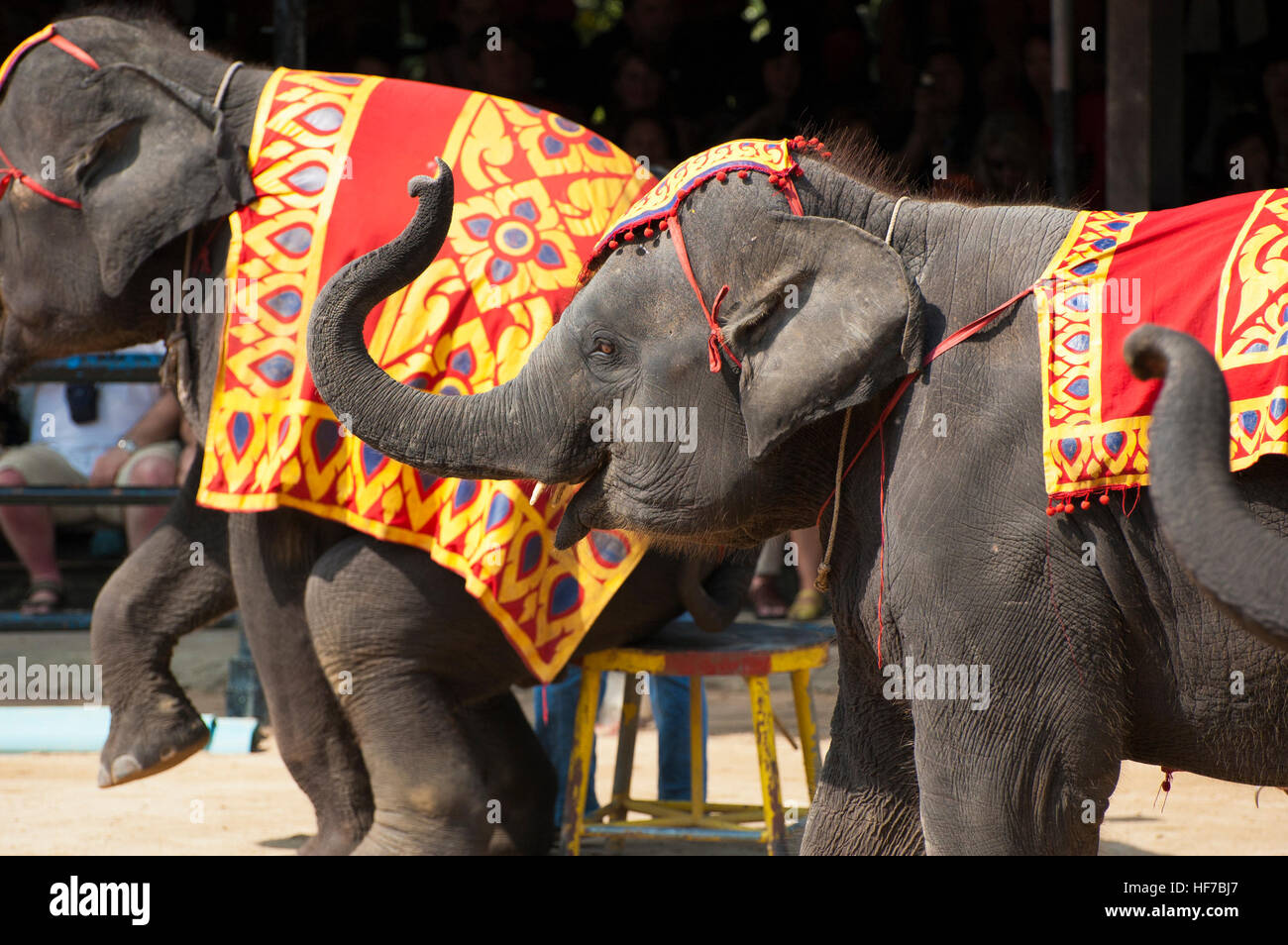 Elephant presentation hi-res stock photography and images - Alamy
