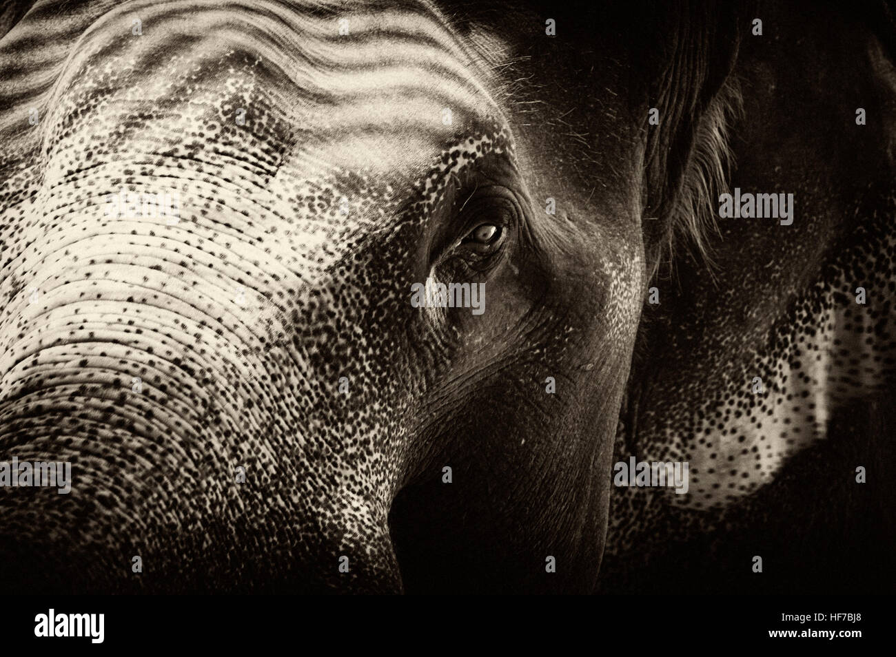 Shaw elephants Thailand, Photo elephant Stock Photo - Alamy