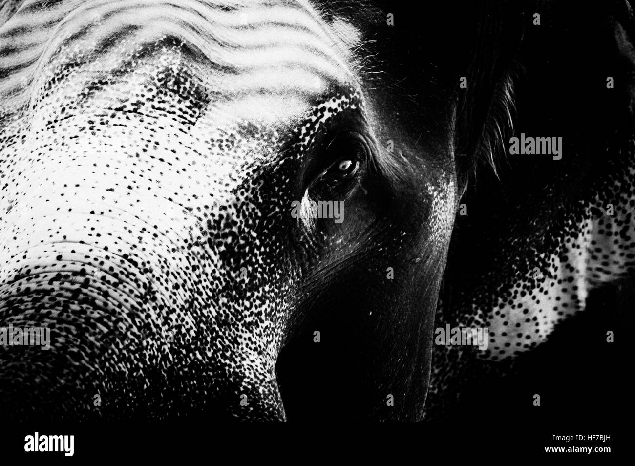 Elephant calendar Black and White Stock Photos & Images - Alamy