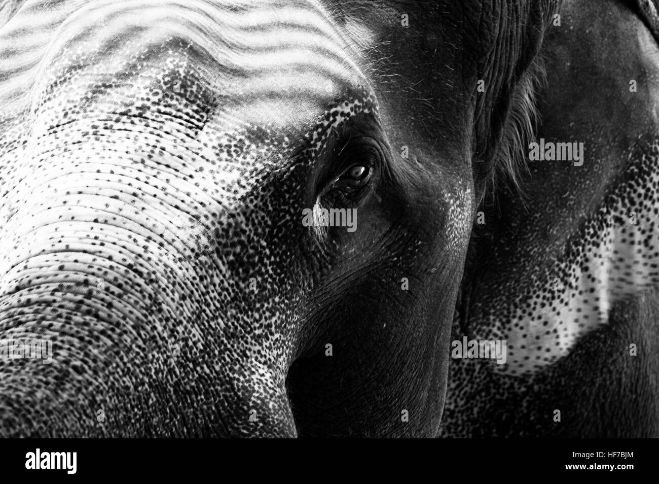 Thailand graphics Black and White Stock Photos & Images - Alamy