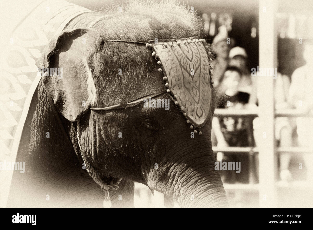 Shaw elephants Thailand, Photo elephant Stock Photo - Alamy