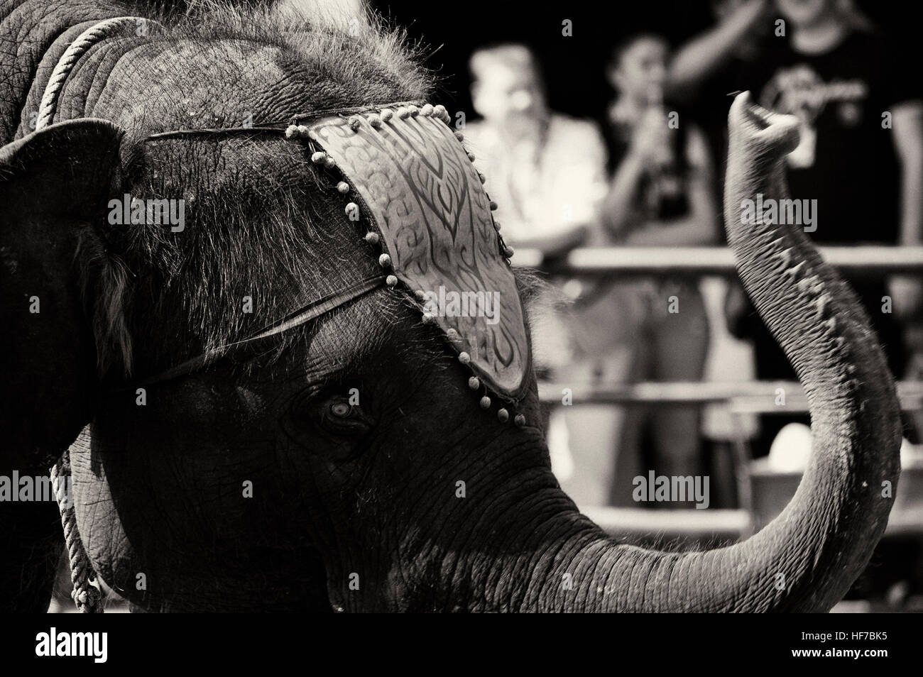 Shaw elephants Thailand, Photo elephant Stock Photo - Alamy