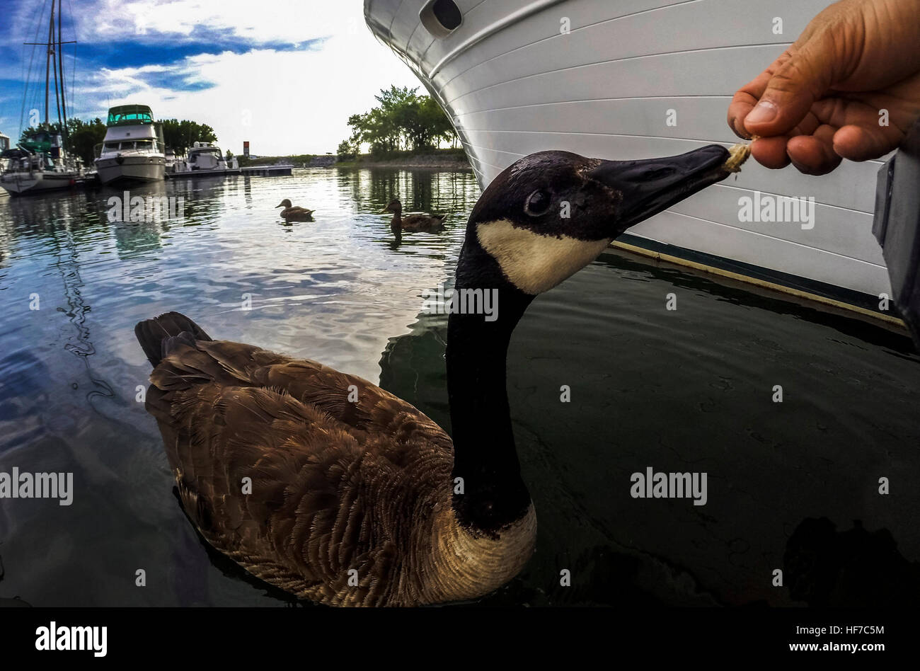 Canadian goose eating bread in a marina Stock Photo - Alamy