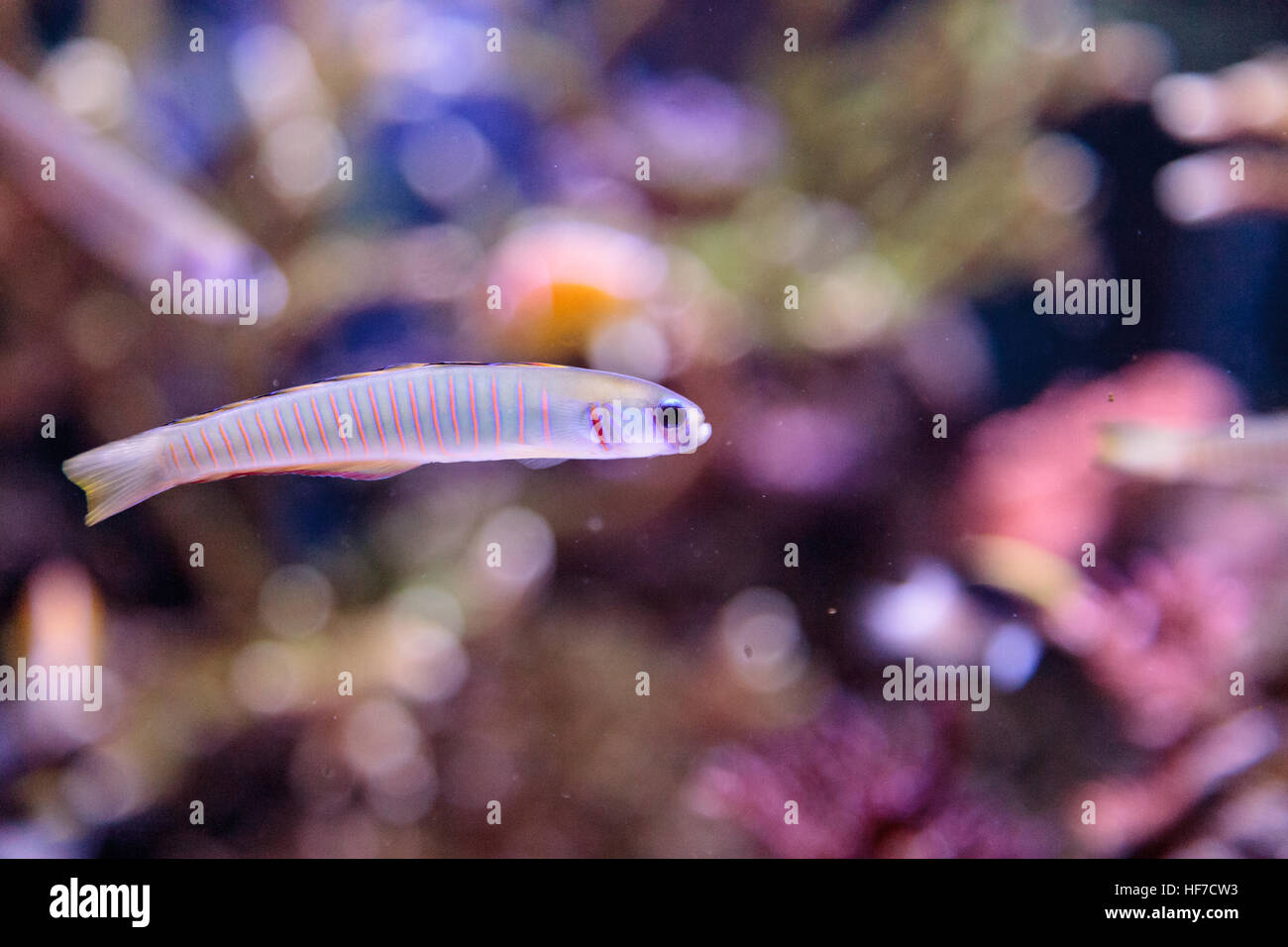 Shotsilk goby Ptereleotris zebra darts around a coral reef aquarium ...