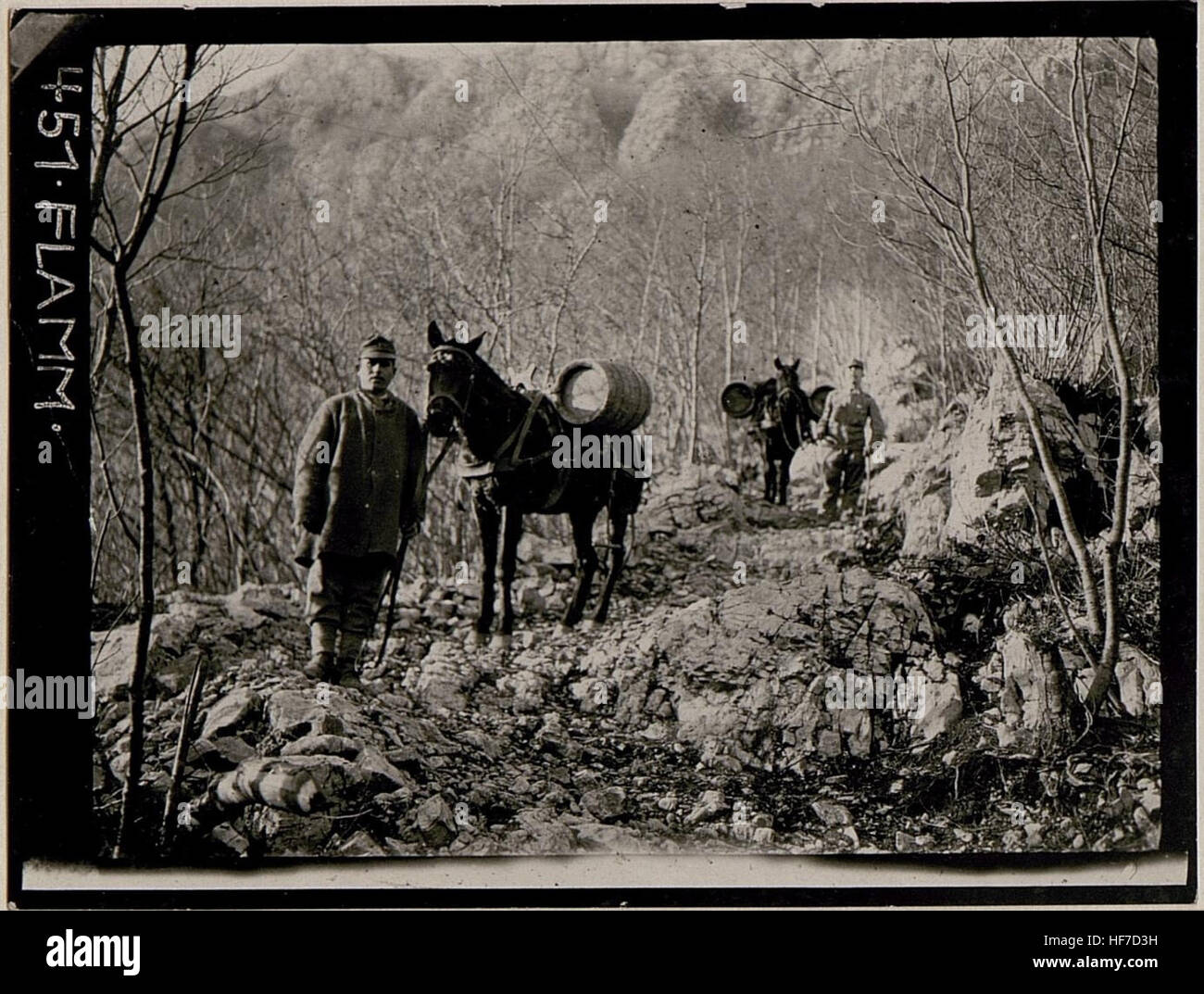 Water being transported by pack animals to the summit of Monte Sabotino ...