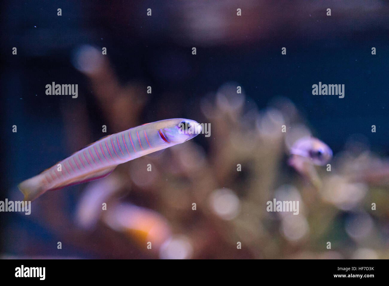 Zebra Dartfish High Resolution Stock Photography and Images - Alamy