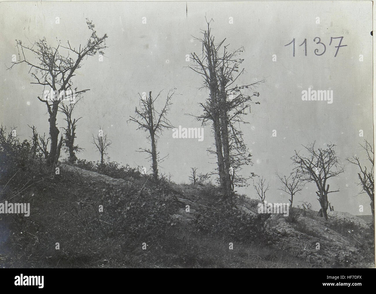 A photograph of trees in Lysonia, destroyed by artillery fire during ...