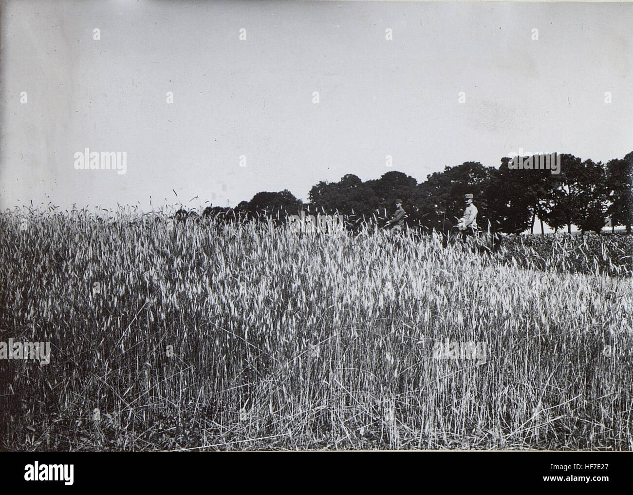 Field of grain along the avenue to Raj in Brzezany during World War I ...