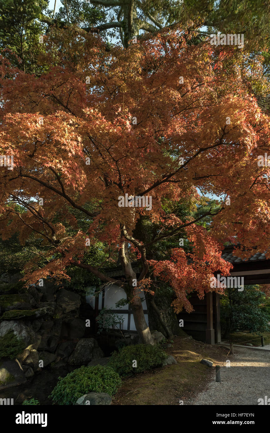 Japanese maple in its fall colors, Kyoto Imperial Palace, Kyoto, Japan ...