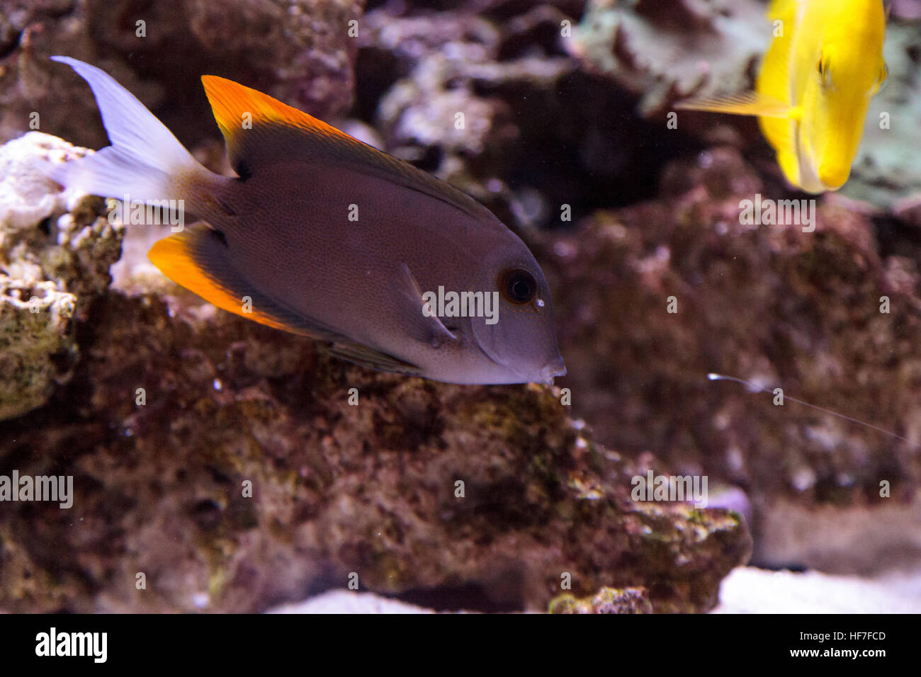 Tomini Tang fish Ctenochaetus tominiensis on a coral reef Stock Photo ...