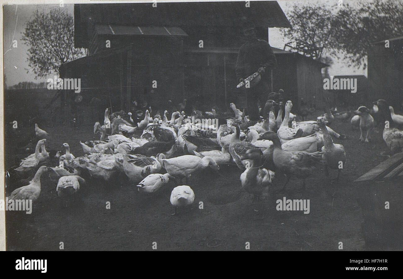 This historical photograph from the First World War captures poultry ...