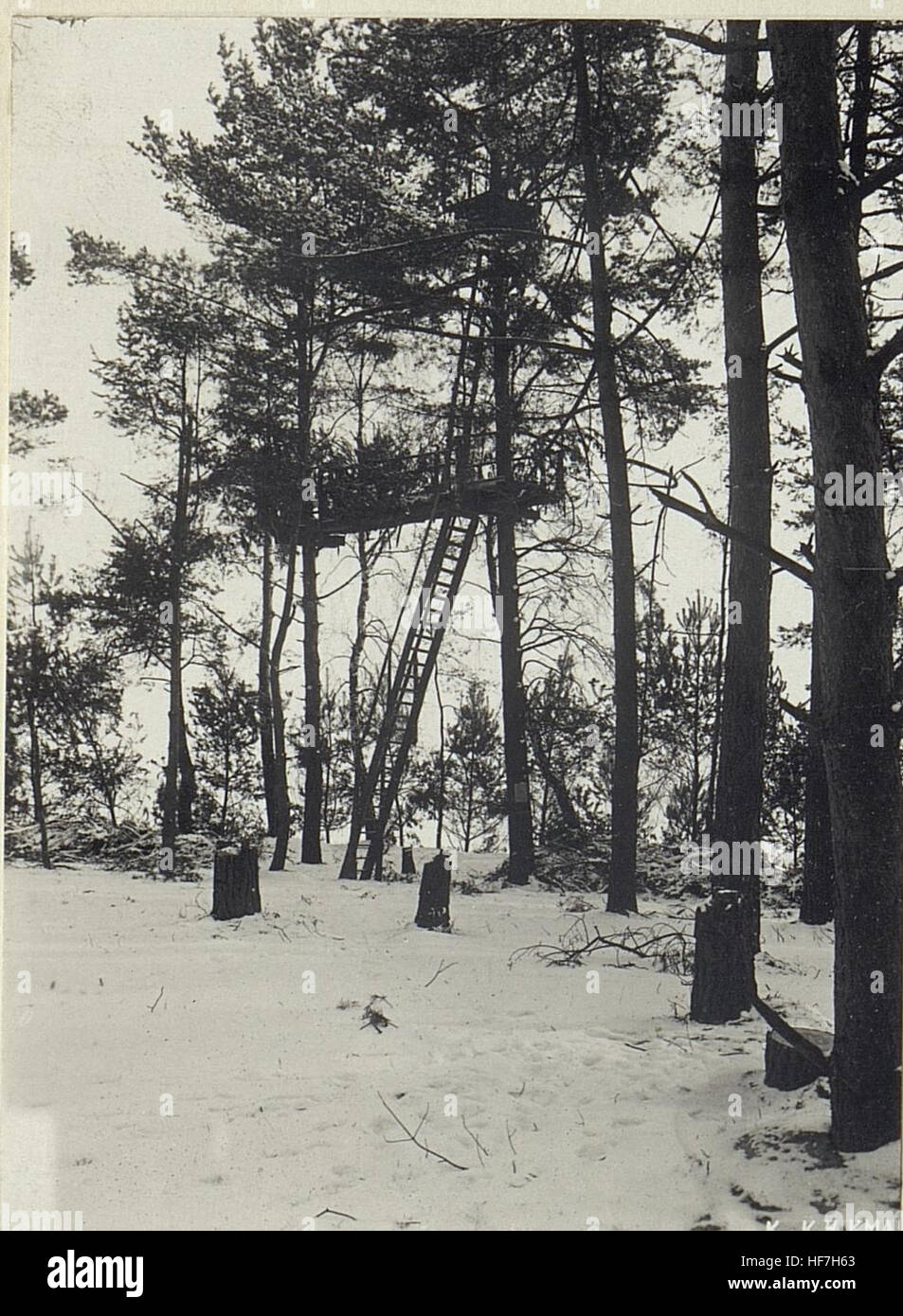 A World War I-era image showing a tree observation post near ...