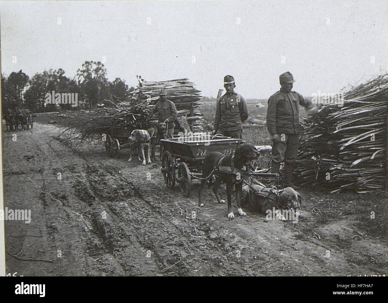 This historical photograph from the World War I era shows dogs at work ...