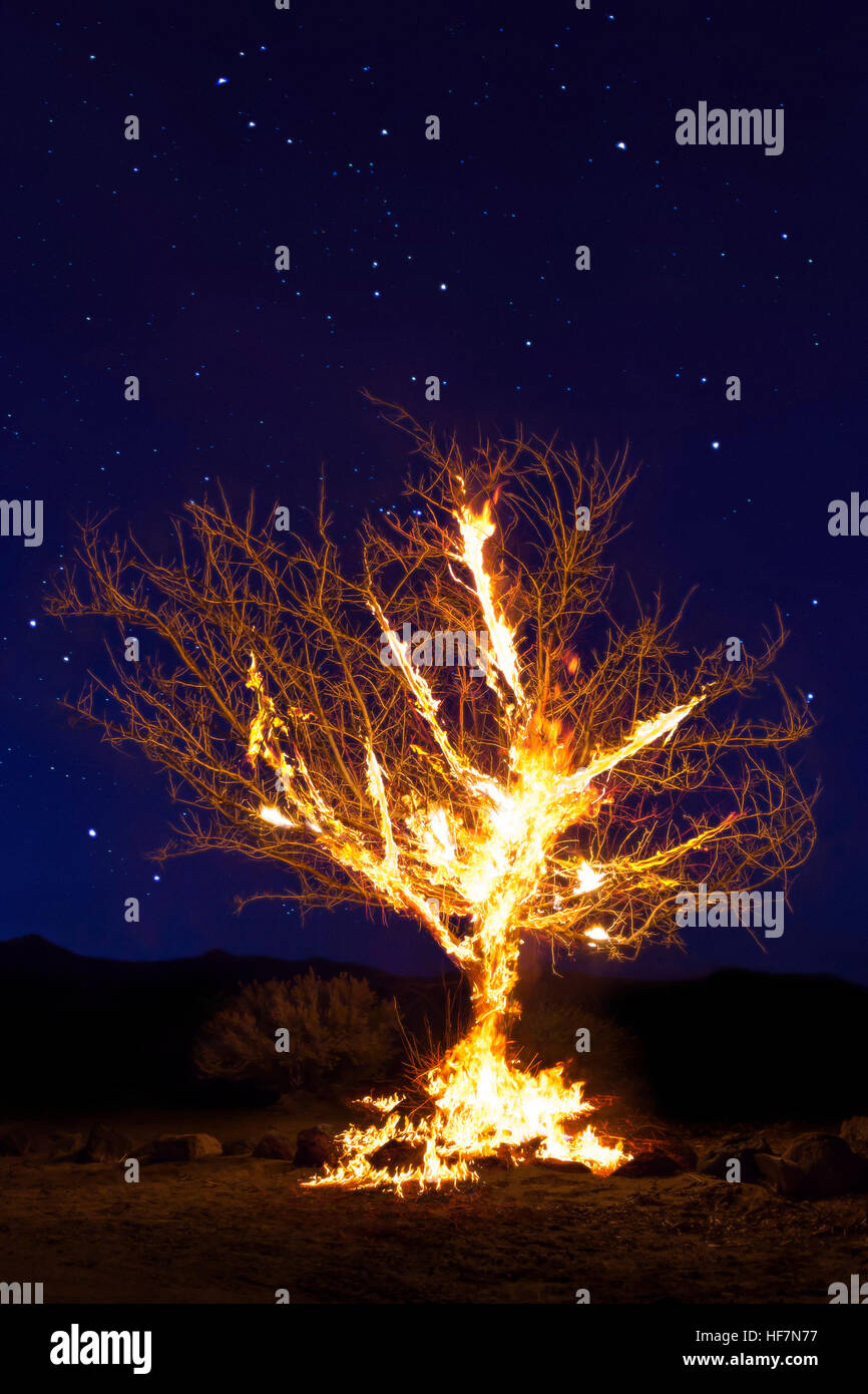 Burning Tree on fire at night with stars Stock Photo - Alamy