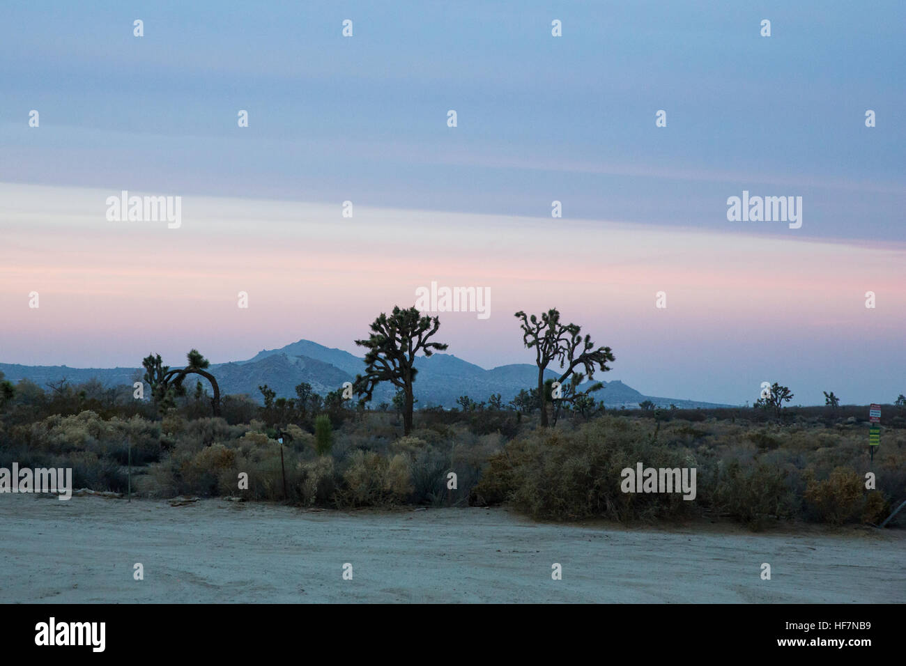 Big joshua trees hi-res stock photography and images - Alamy