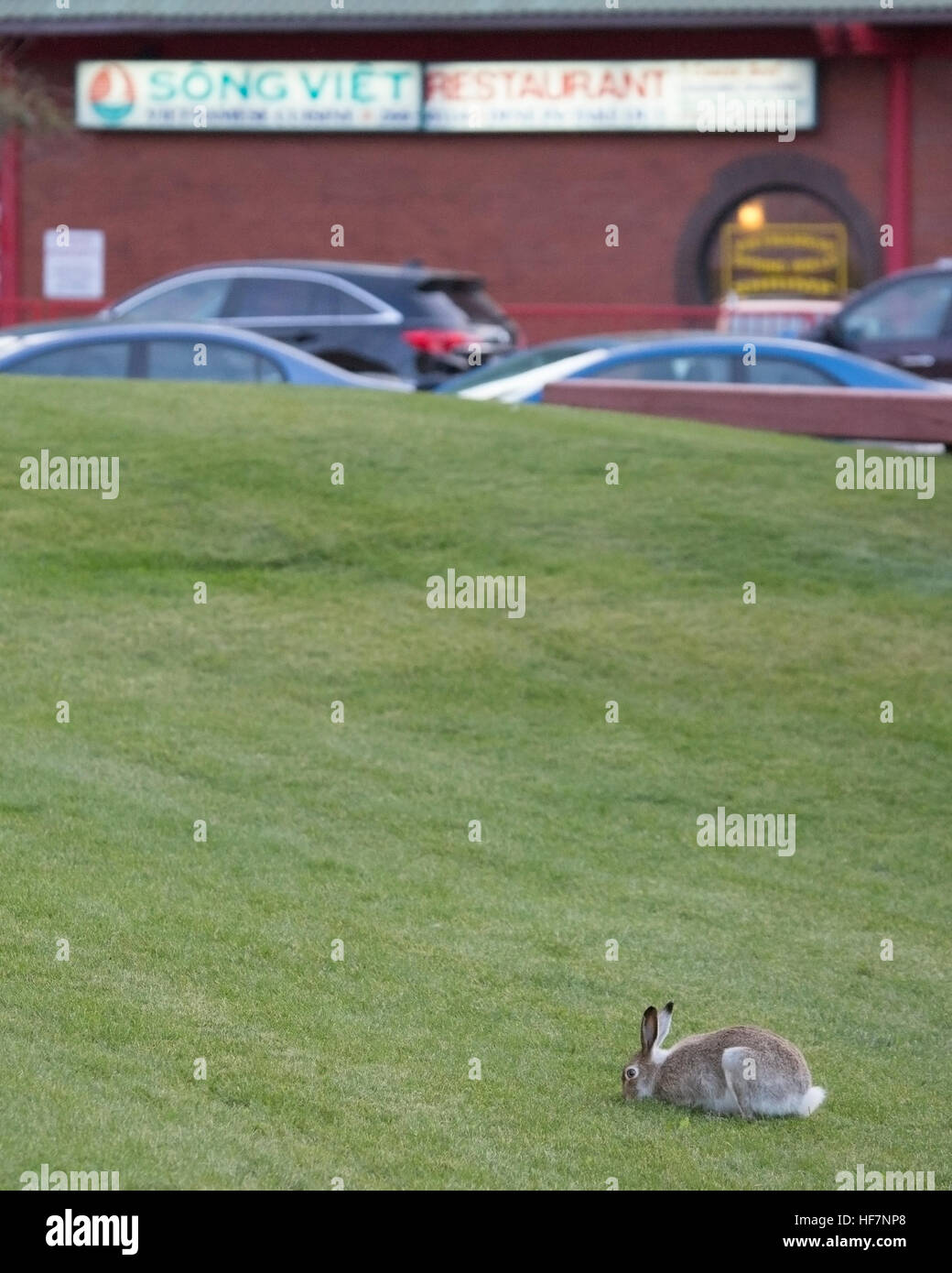 White Tailed Jackrabbit High Resolution Stock Photography and Images ...