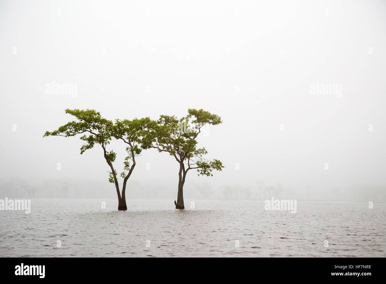 Tupelo trees (Nyssa aquatica) in morning mist at Miller's Lake Stock ...