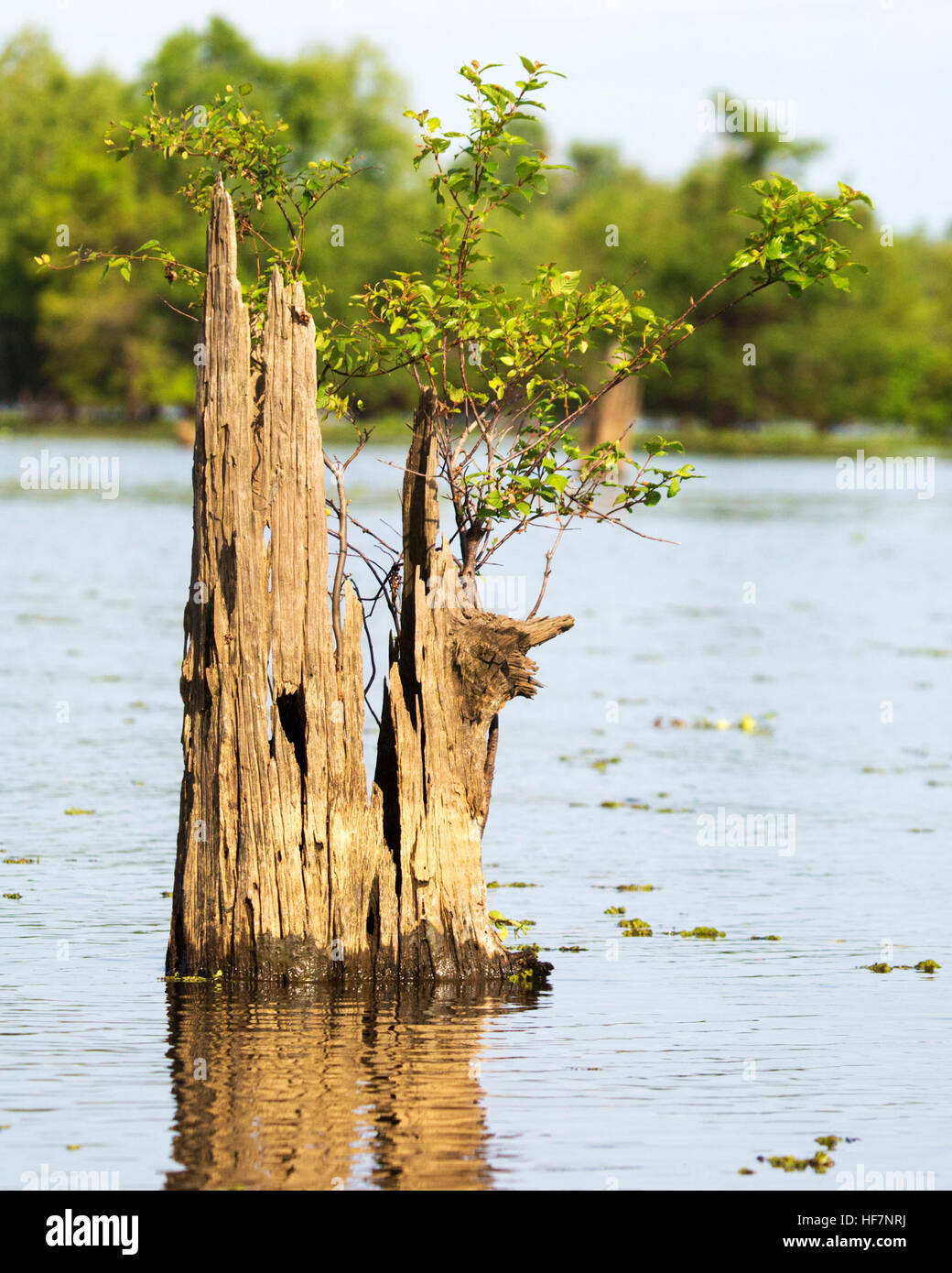 Southeastern swamps hi-res stock photography and images - Alamy