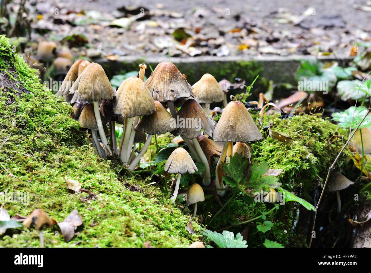 Sunlight on the Autumn Fruiting Fungi Stock Photo - Alamy
