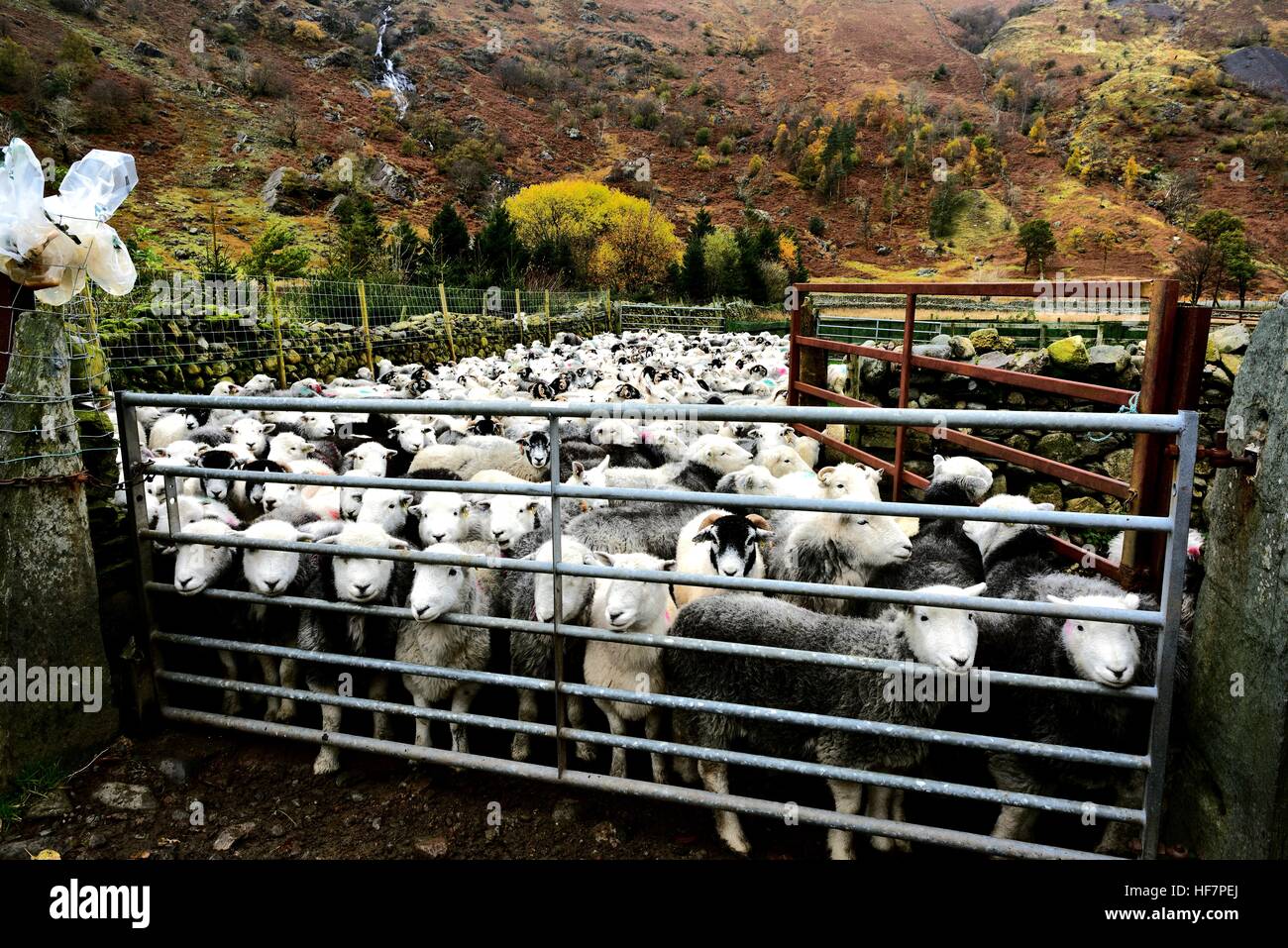 Penned Up High Resolution Stock Photography and Images - Alamy