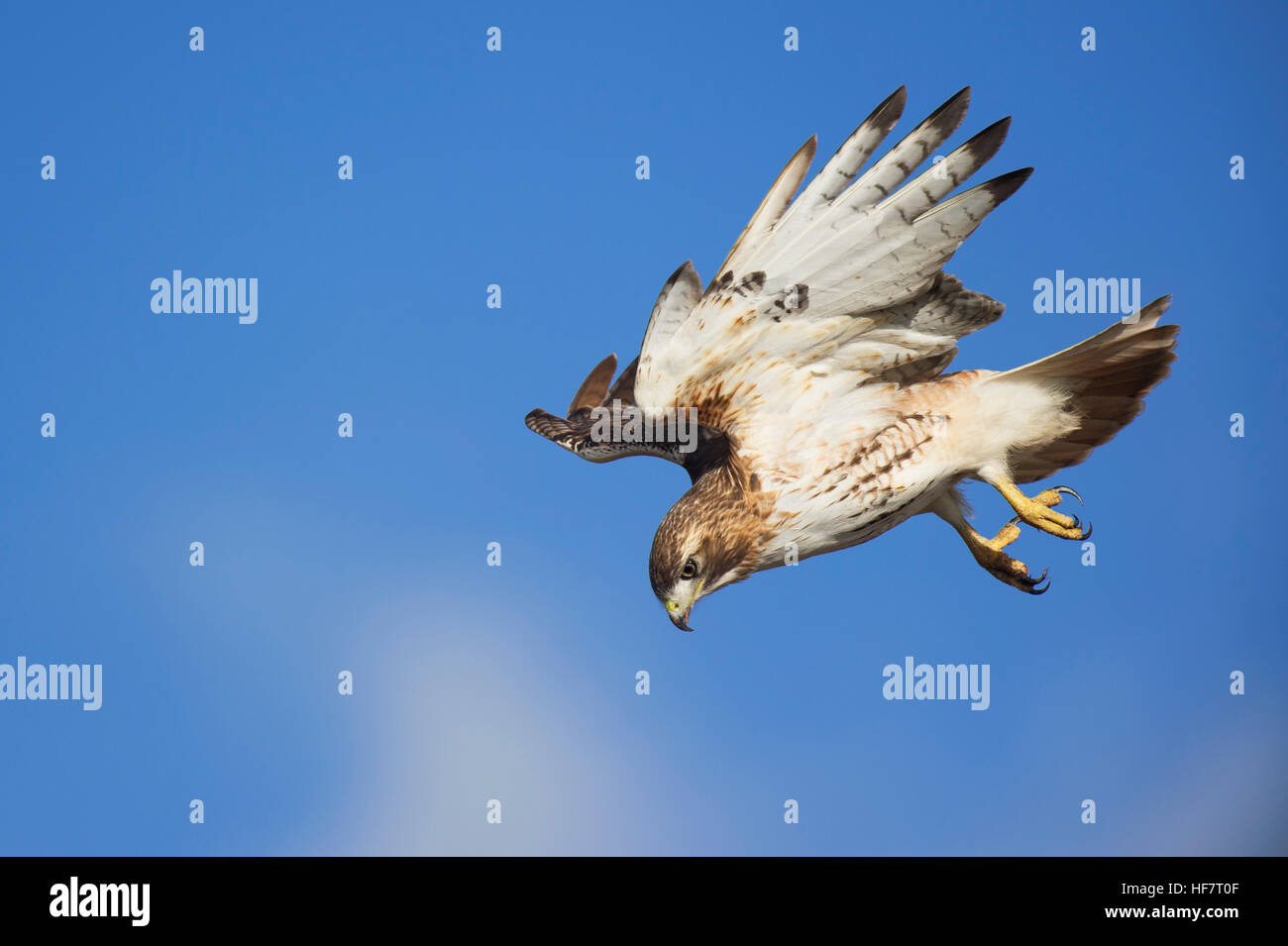 A Red-tailed Hawk flies down to the ground hunting for rodents on a ...